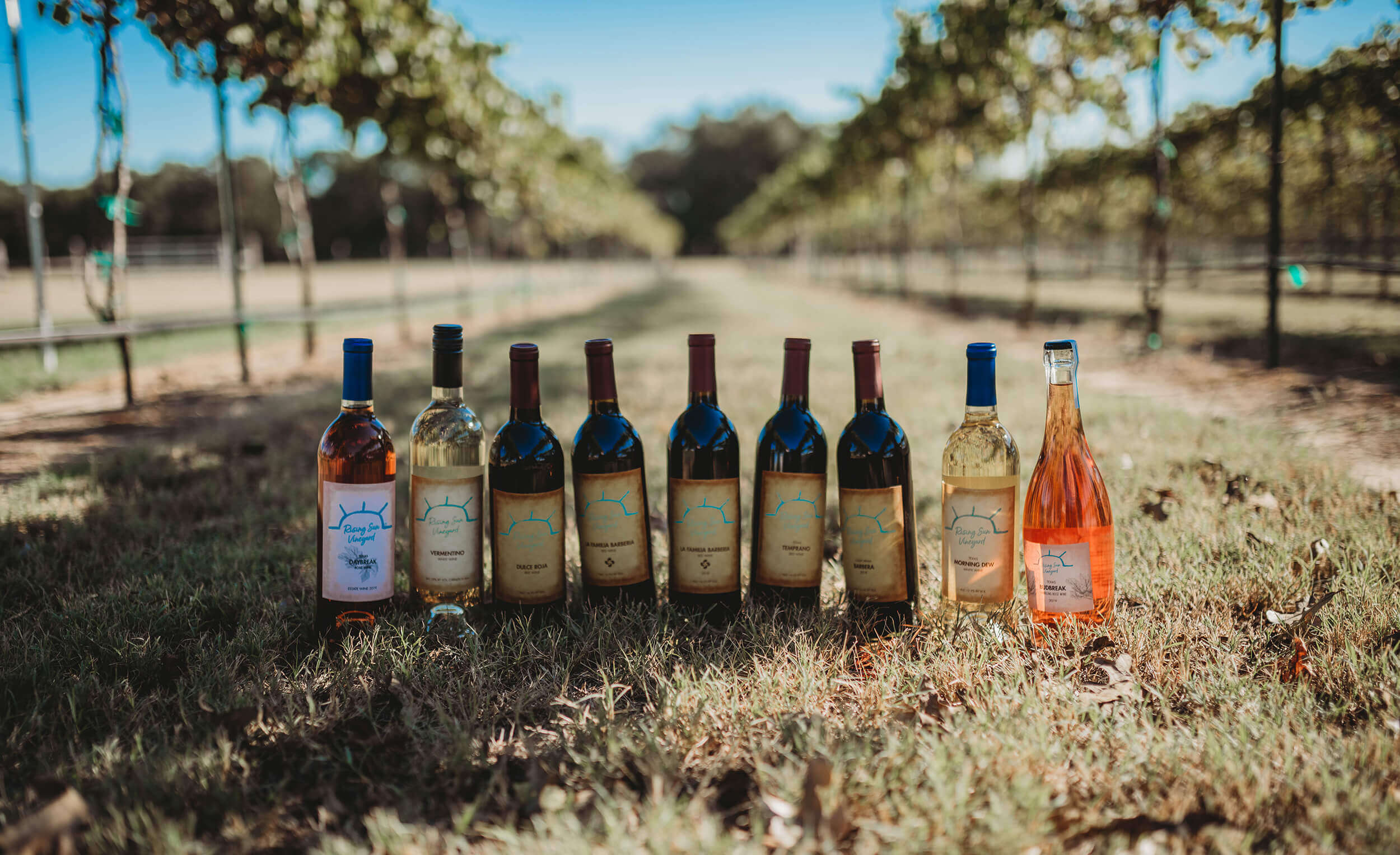 Our Photo Gallery - Rising Sun Vineyard - In Texas Hill Country